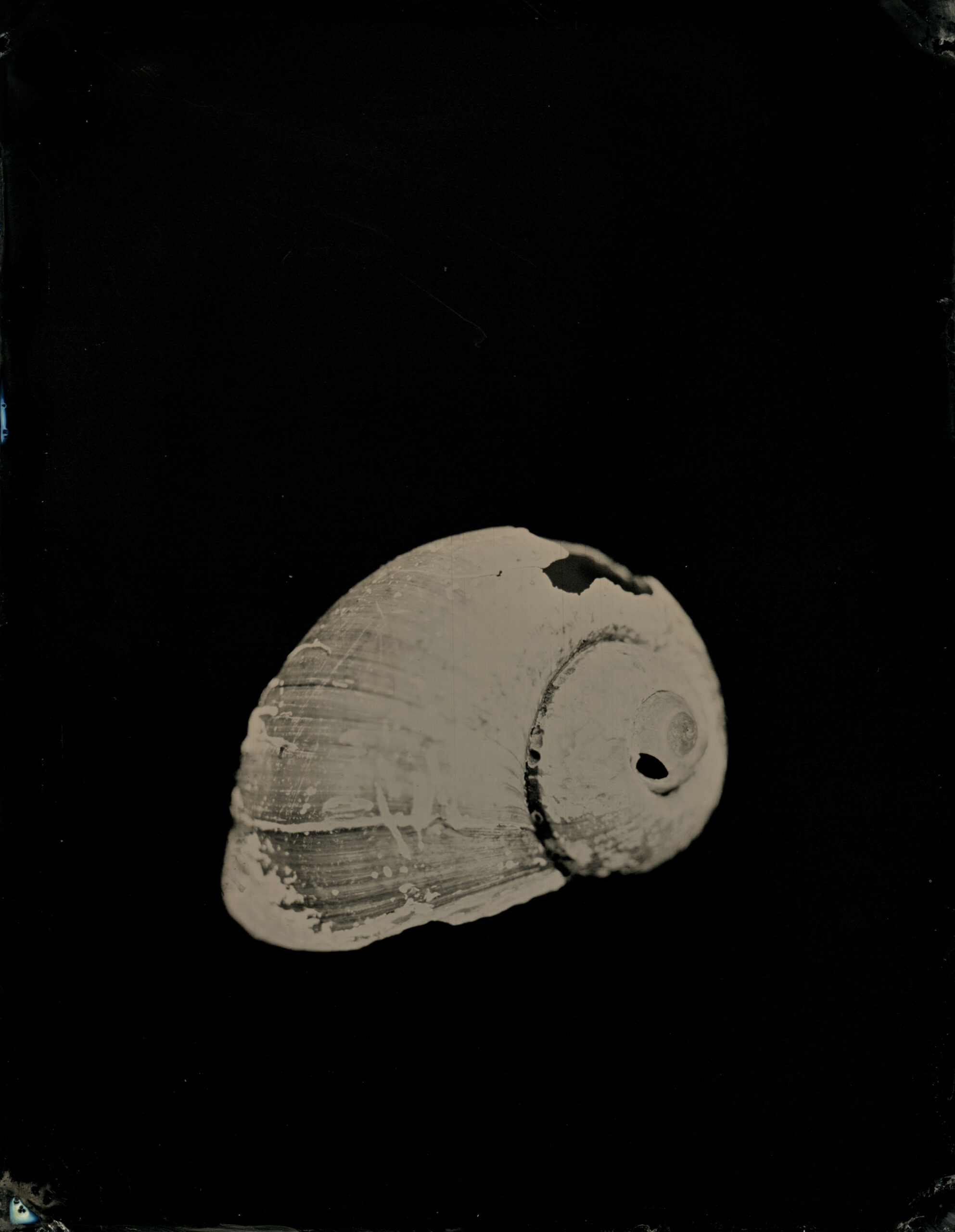 Moon Shell - St. Augustine Tintype